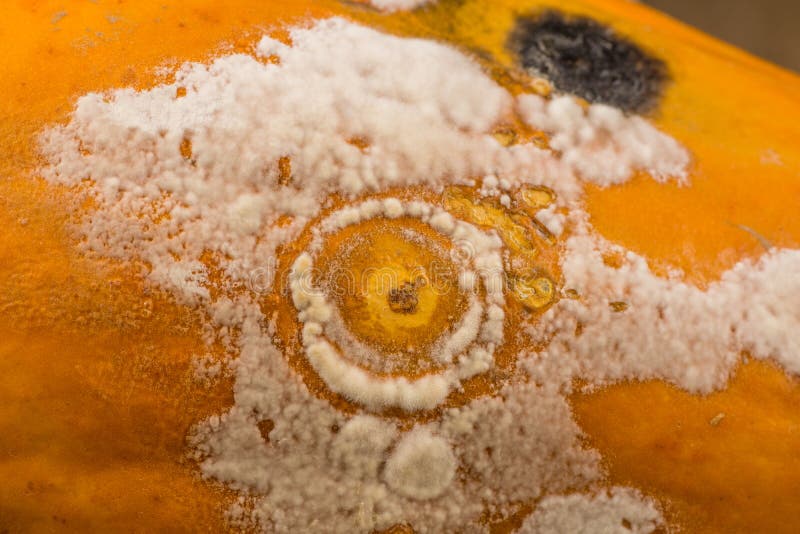 466 Mold Formation Stock Photos - Free & Royalty-Free Stock Photos from ...