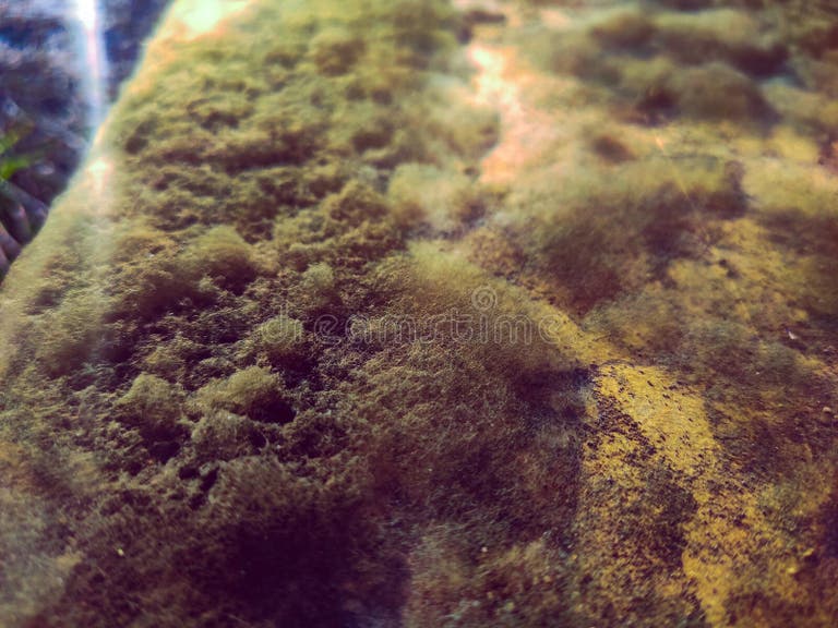 Mold and Fungi on the Surface of Something Close-up, Selective Focus ...