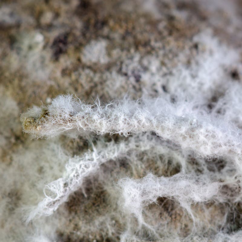 Mold or Fungus on Beet Root Crop Macro Stock Image - Image of mold ...
