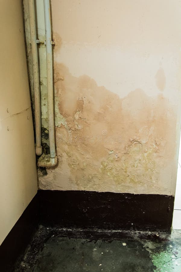 Mold, Fungus and Peeling Paint on the Wall Stock Image - Image of mold ...