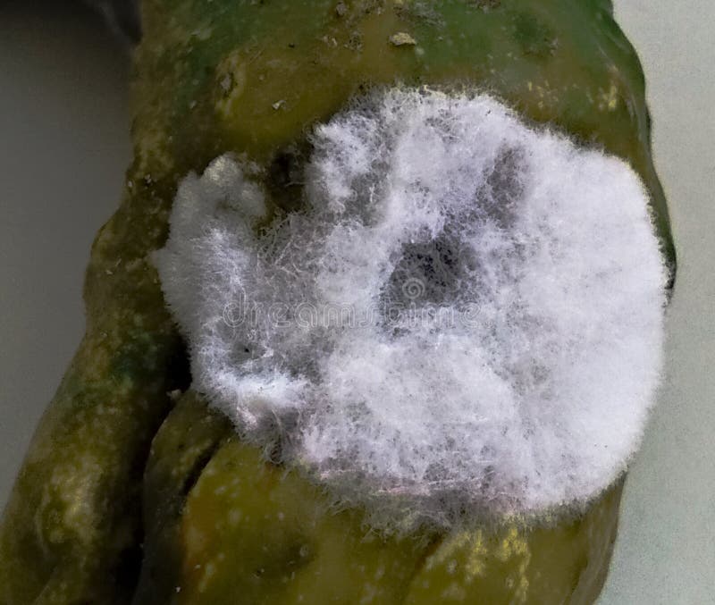 Moldy cucumber pickles stock image. Image of micro, decayed - 31092933