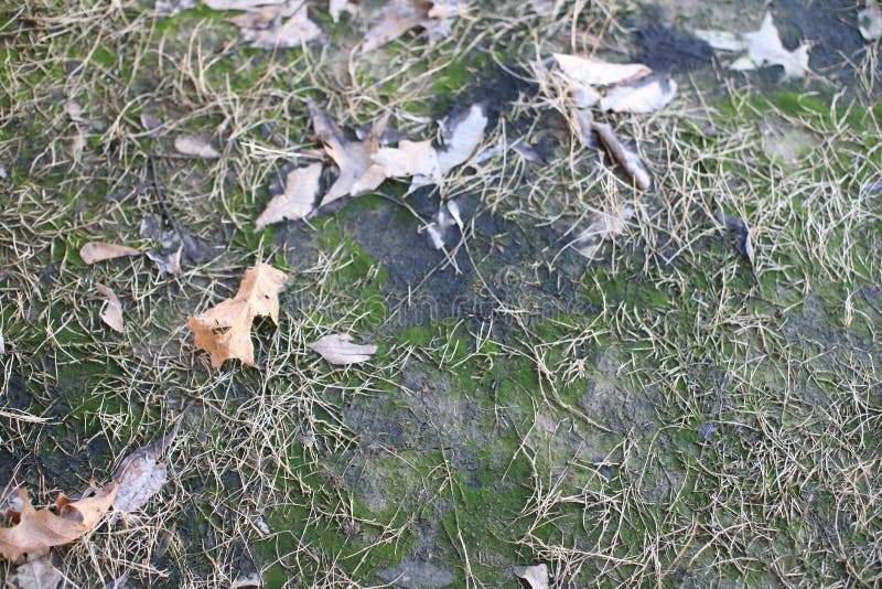 Mold on the ground stock photo. Image of black, gardener - 87268436