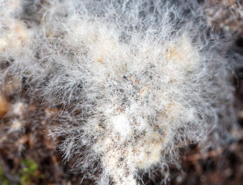 Mold on the Ground in Nature Stock Photo - Image of bacteria, black ...
