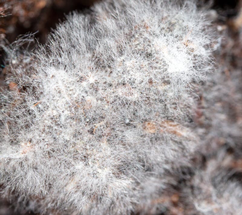 Mold on the Ground in Nature Stock Image - Image of ground, science ...