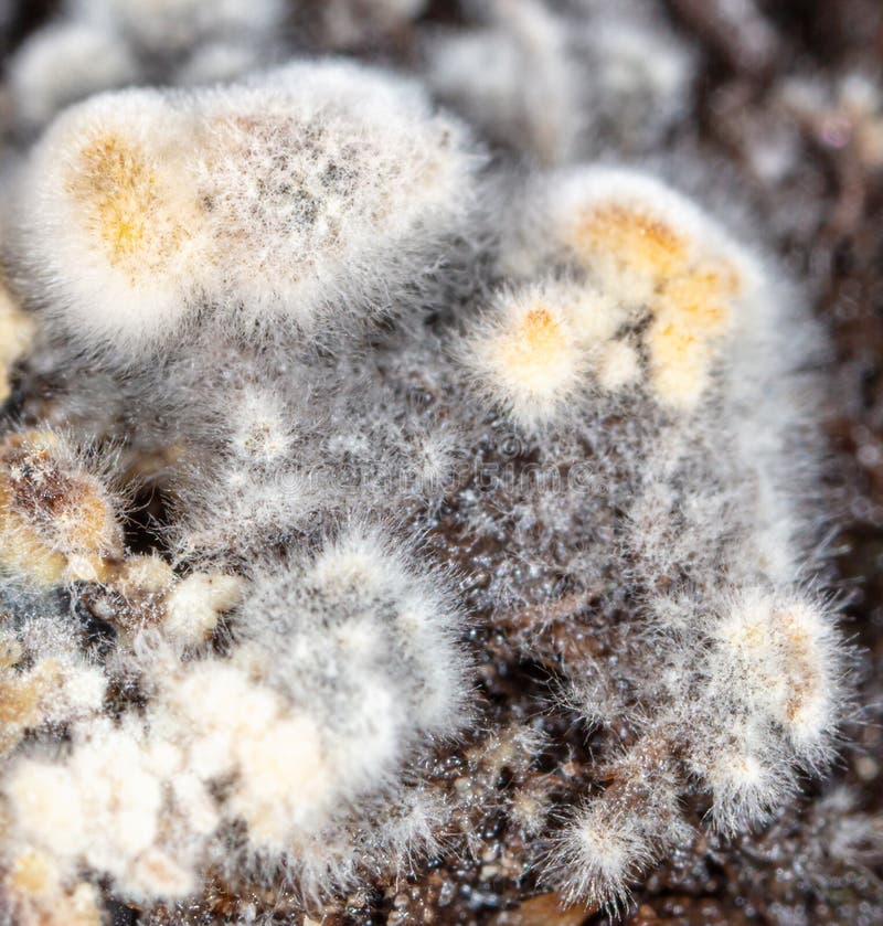Mold on the Ground in Nature Stock Photo - Image of health, machine ...