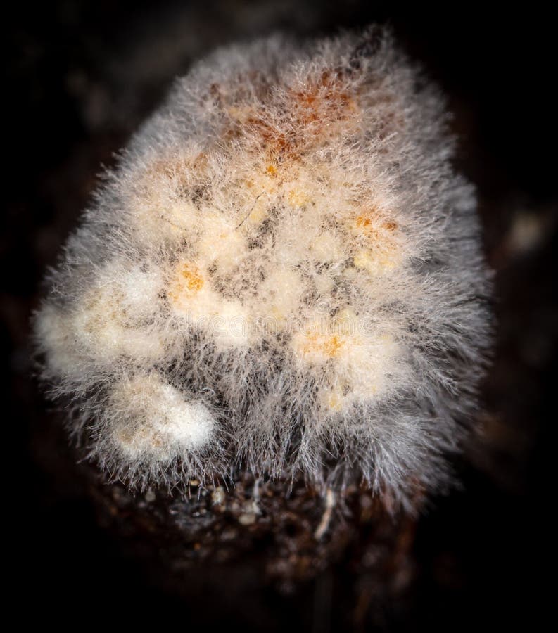 Mold on the Ground in Nature Stock Image - Image of round, black: 184576721