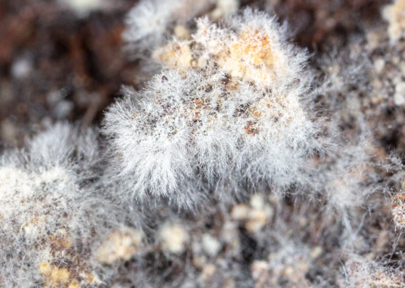 Mold on the Ground in Nature Stock Image - Image of ground, closeup ...