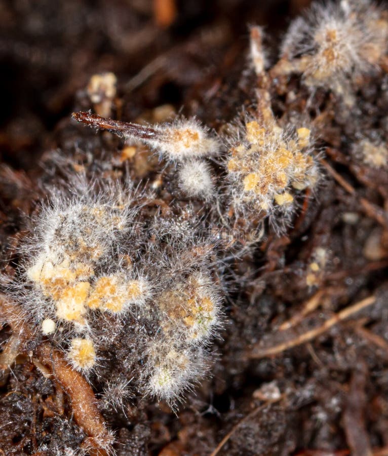 Mold on the Ground in Nature Stock Photo - Image of biology, bacteria ...