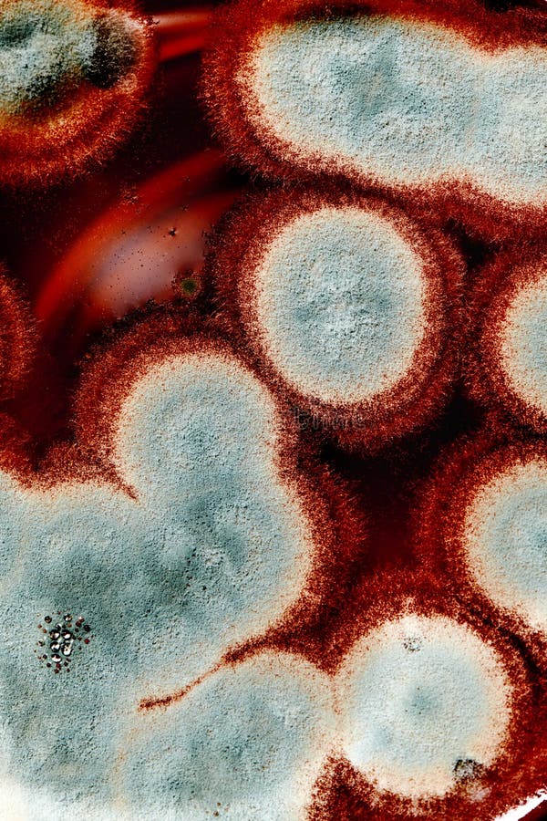 Mold Growing Beer Stock Photos - Free & Royalty-Free Stock Photos from ...