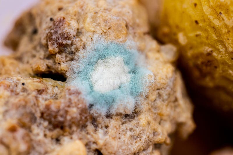 Mold Growing on Last Weeks Meatballs.. Stock Photo - Image of black ...