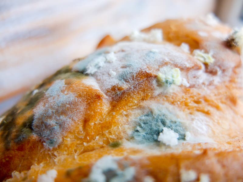 A Loaf of Molded Bread Moldy Stock Image - Image of outdated, expired ...