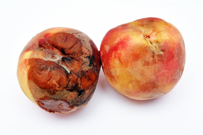 Mold growing on old peach, stock image. Image of organic - 130579865