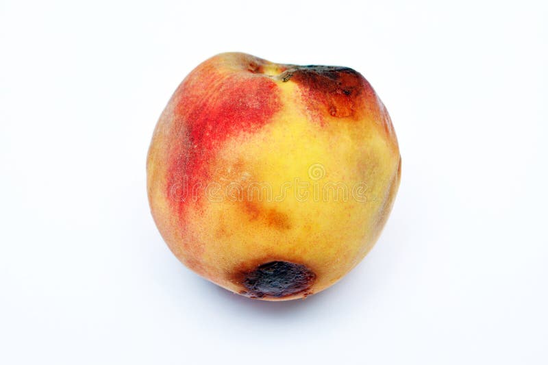 Mold growing on old peach, stock image. Image of organic - 130579865