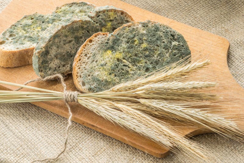 Mold Growing Rapidly on Moldy Bread in Green and White Spores. Stock ...