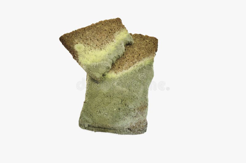 Mold Growing on a Slice of Bread, Highlighting Decay and the Impact of ...