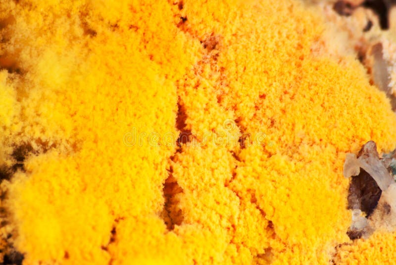 Mold Growing Rapidly on Moldy Rice Stock Image - Image of poisonous ...