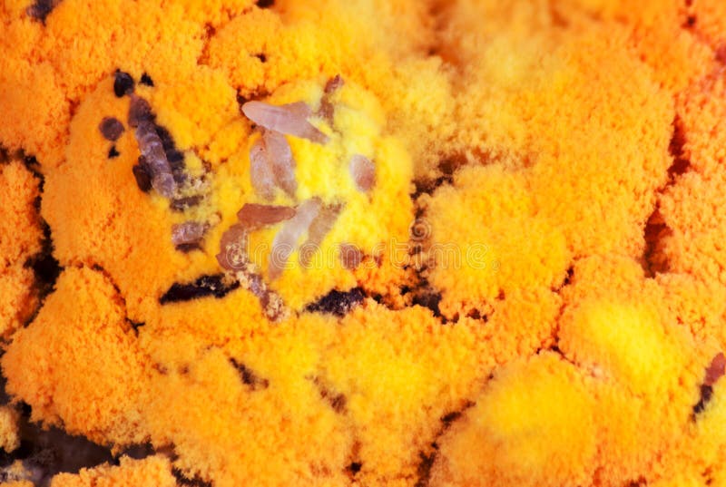 Mold Growing Rapidly Moldy Rice Stock Photos - Free & Royalty-Free ...