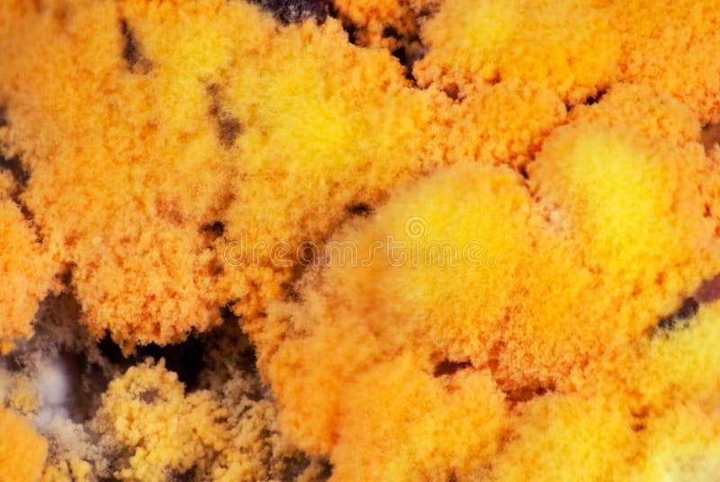 Mold Growing Rapidly Moldy Rice Stock Photos - Free & Royalty-Free ...
