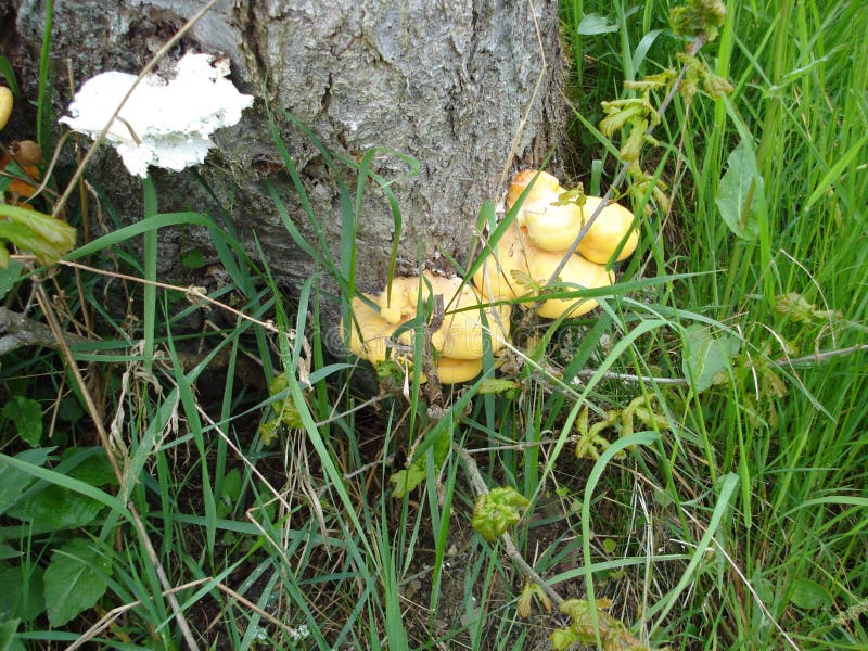 Mold Growing on the Trunk of a Tree Stock Photo - Image of moss, mildew ...
