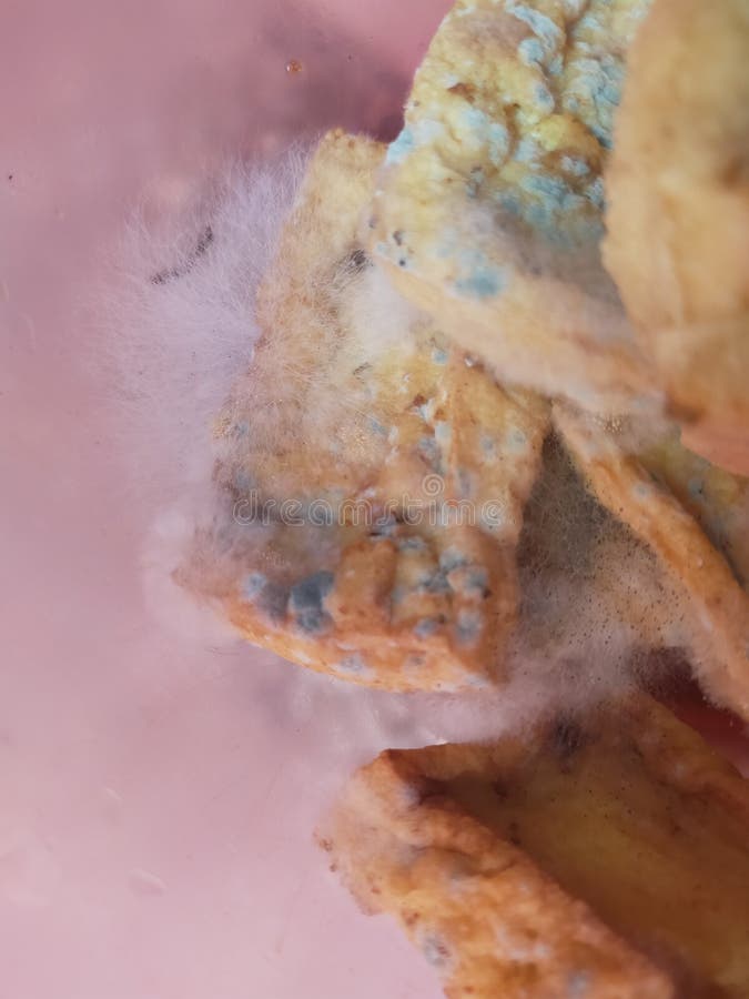 Mold that Grows on the Surface of Food Stock Photo - Image of surface ...