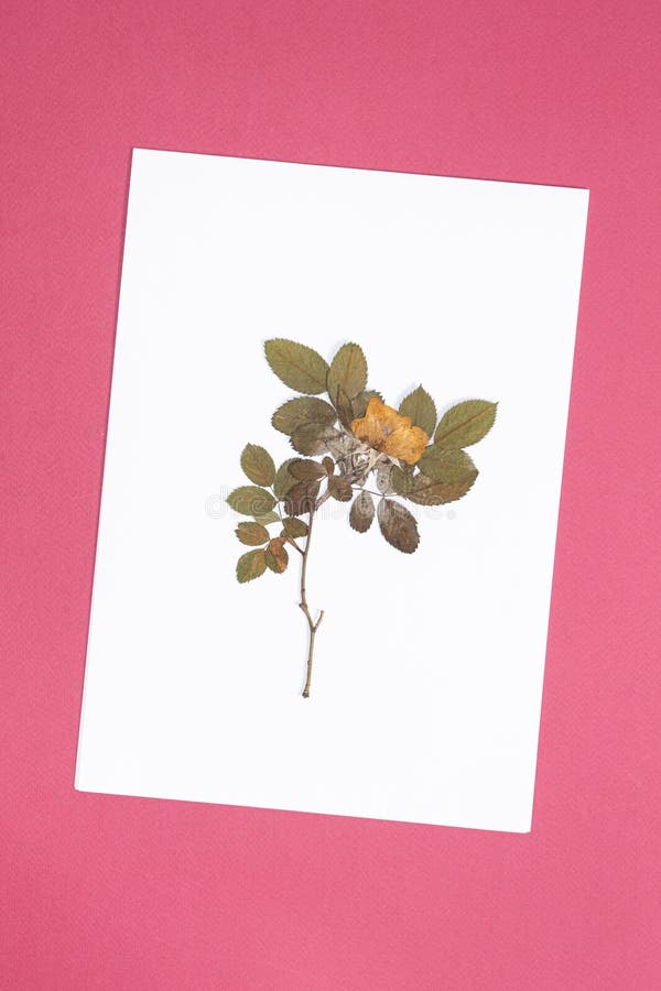 Mold on Herbarium on Dried Tea Rose Plant Due To Improper Storage ...