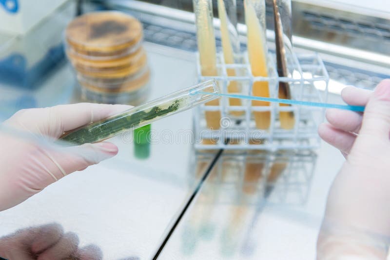 Mold inoculation stock photo. Image of culture, technician - 136682460