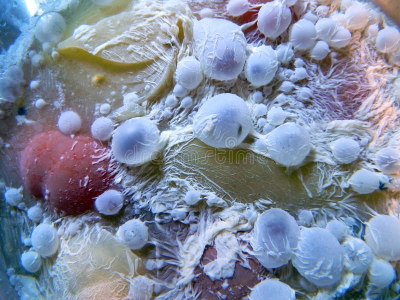 Mold Isolated on Black Background Stock Image - Image of leaf, isolated ...