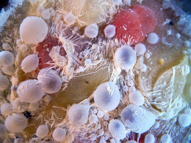 Mold Isolated on White Background Stock Image - Image of studio, fungus ...