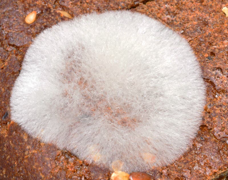 Mold Isolated on White Background Stock Image - Image of salami ...