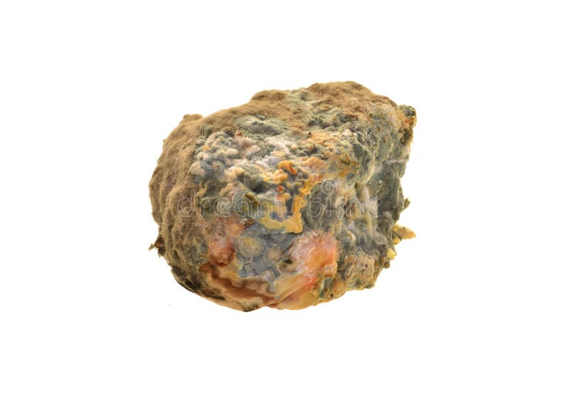 Mold Isolated on White Background Stock Photo - Image of hungarian ...