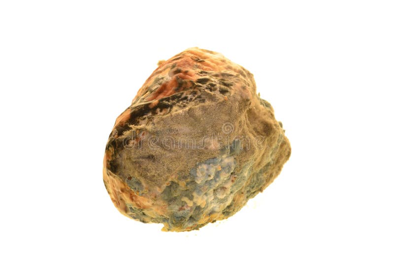 Mold Isolated on White Background Stock Photo - Image of product ...