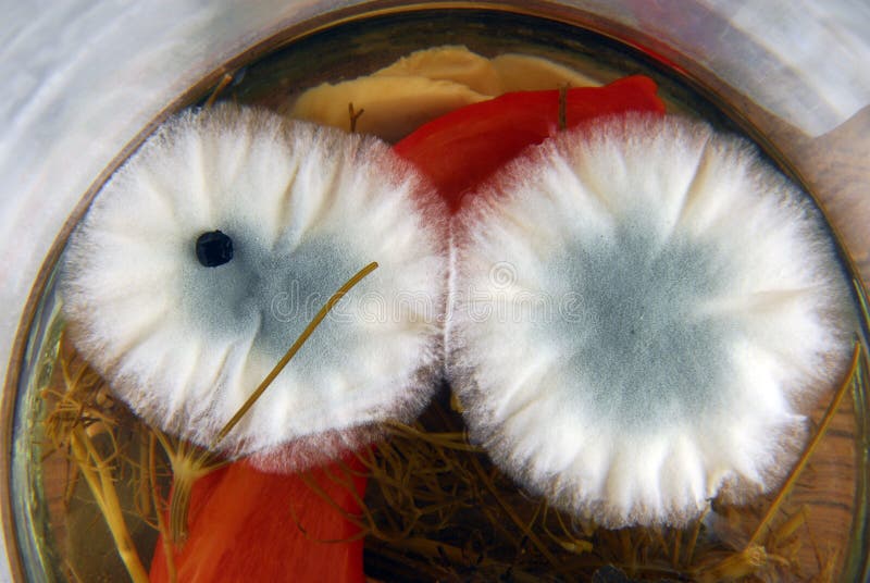 Mold in jar with pickle stock photo. Image of mildew - 80274742