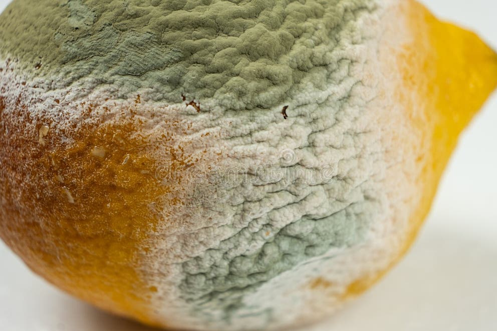 Mold on Lemon, Spoiled Fruit, Mold Close-up on Citrus Fruit. Stock ...