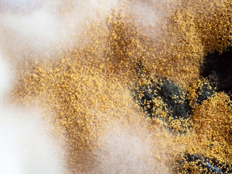 Mold. Macro Photo. Selective Focus. Top View Stock Image - Image of ...