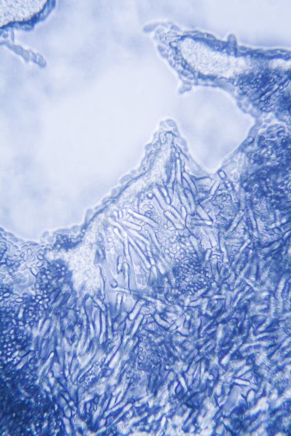 Mold at the microscope stock photo. Image of beautiful - 111147734