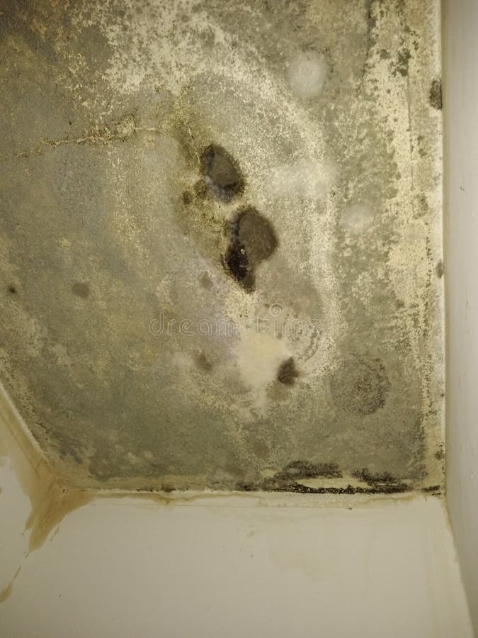 Mold growing in building stock photo. Image of house - 215032980