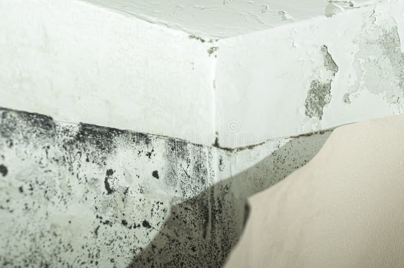 Mold and Mildew on the Wall in the Room. a Freezing Wall. Dampness on ...