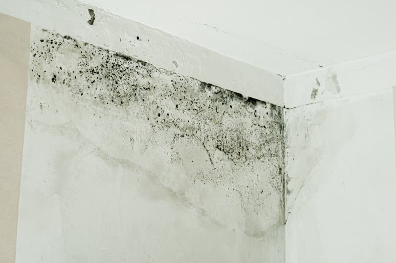 144 Ceiling Condensation Mould Stock Photos - Free & Royalty-Free Stock ...