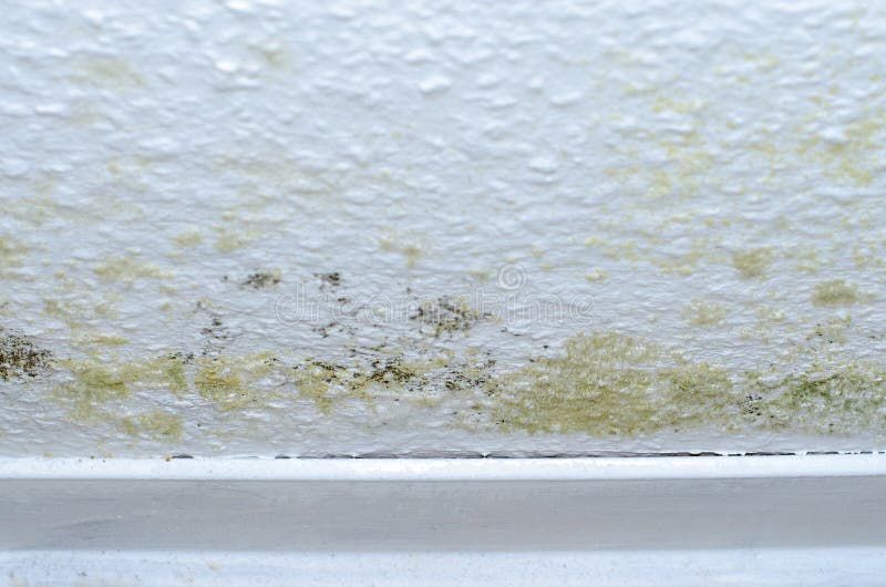 Mold or Mildew on a White Wall in Germany Stock Photo - Image of black ...