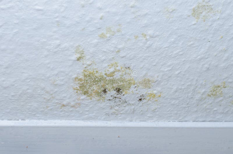 Mold or Mildew on a White Wall in Germany Stock Photo - Image of health ...