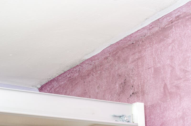 Mold and Moisture Buildup on Pink Wall Stock Photo - Image of bacteria ...