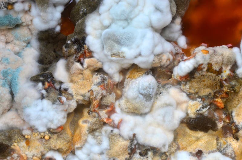 Mold stock image. Image of mushroom, biology, rotten - 49302627