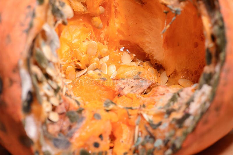 Mold and Mushrooms on Food. Orange Rotten Pumpkin with Seed Inside ...