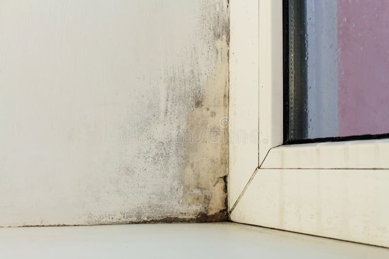 Mold Near a Window in the House Stock Photo - Image of fungal, renovate ...