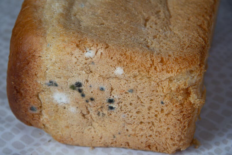 White and Black Mold on Old Bread. Stock Image - Image of nutrition ...