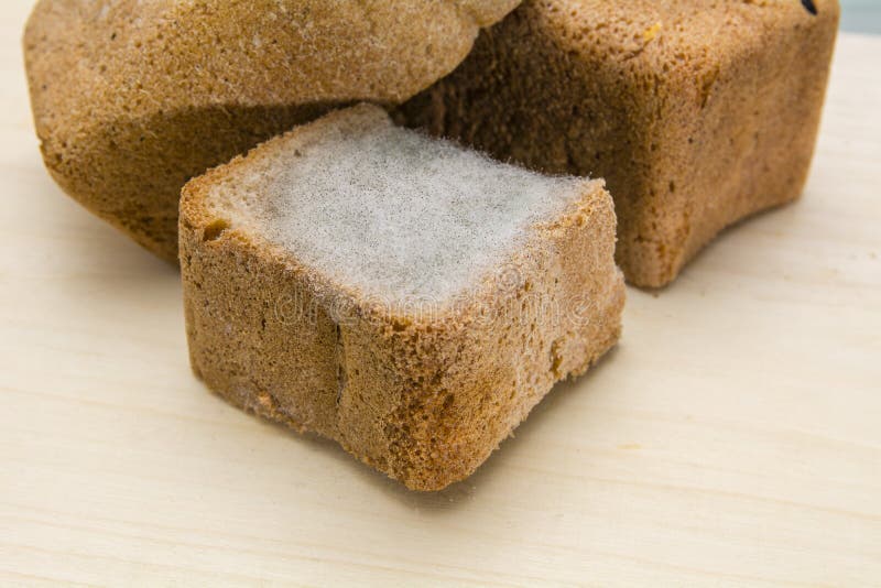 Mold stock photo. Image of spoiled, flour, food, bread - 101488950