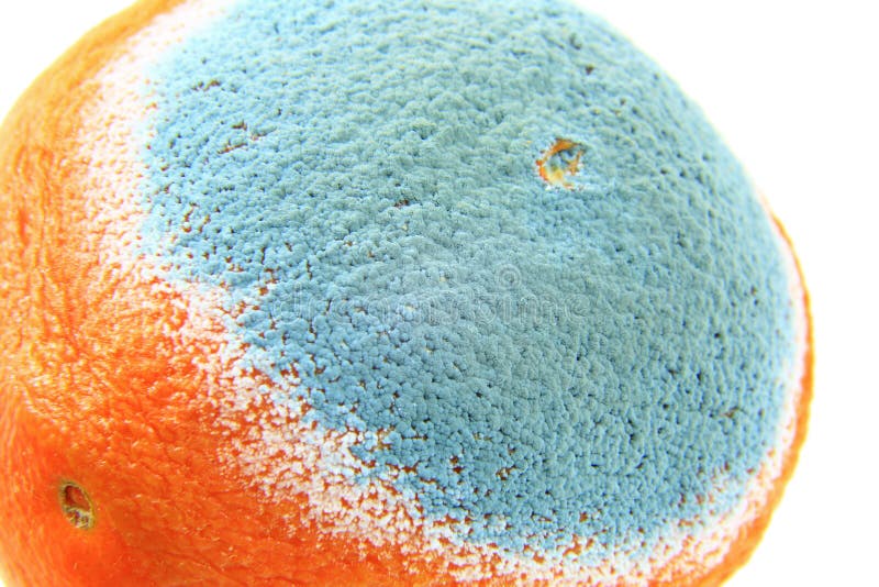 Mold on an orange stock photo. Image of disgusting, white - 90274142