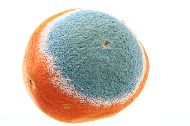 Mold on an orange stock image. Image of unsightly, copy - 90274387