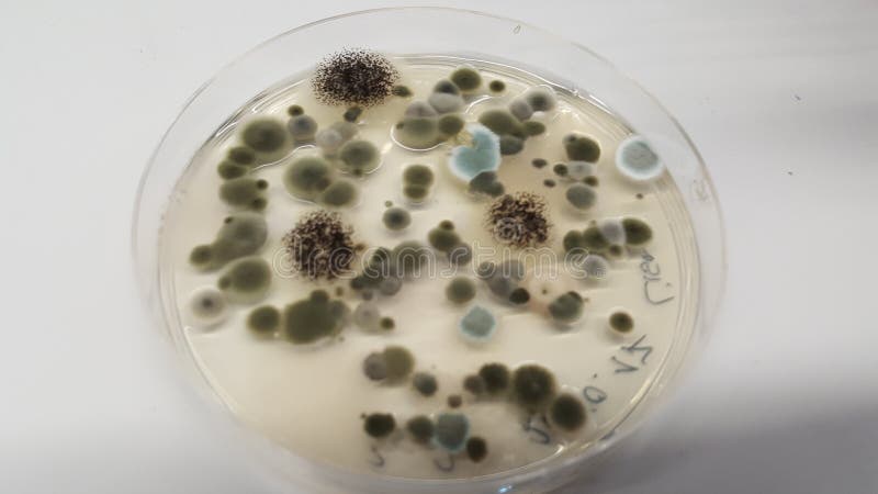 Mold in a Petri dish stock image. Image of penicillin - 184322585