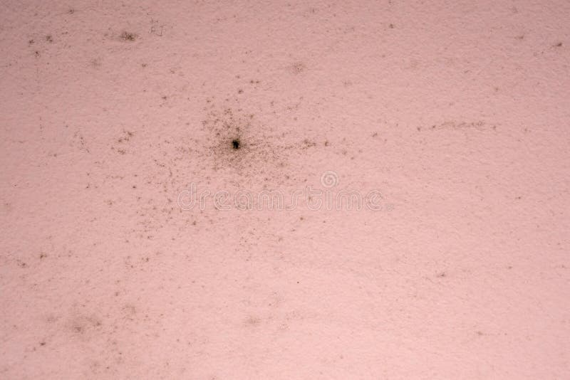 Mold on a Pink Painted Wall Stock Image - Image of surface, view: 182184239